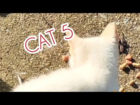 WHO IS CAT 5? AND Why is the 5TH CAT not on CATs! a documentary? - YouTube