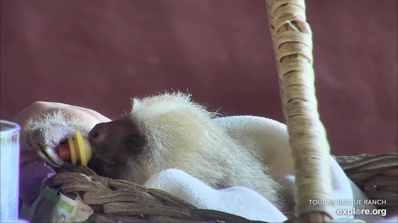 Baby sloth Mimi sporting some great bed head 🤣 - 03/14/24 - SlothTV via ...