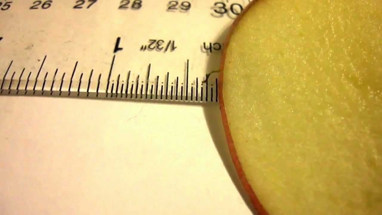 Inchworm traveling on a ruler.mp4 - YouTube