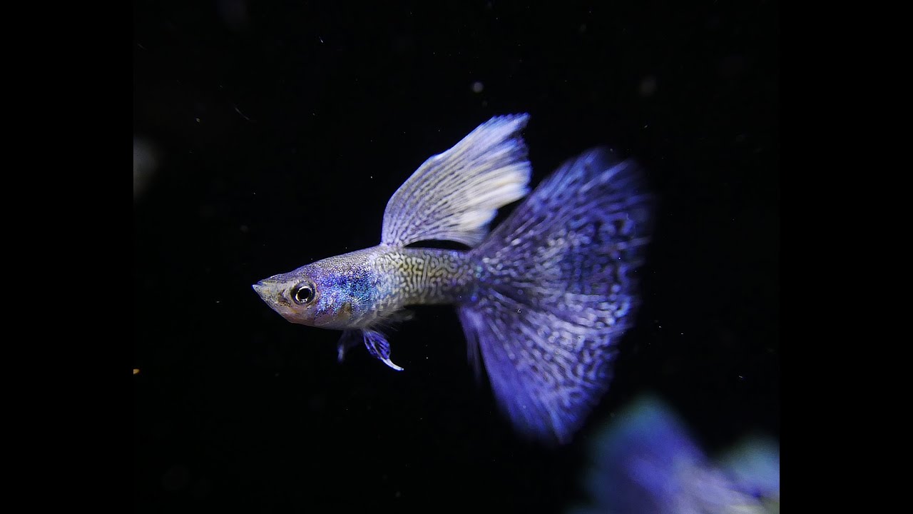 Guppy Fish Galaxy Blue Medusa - YouTube