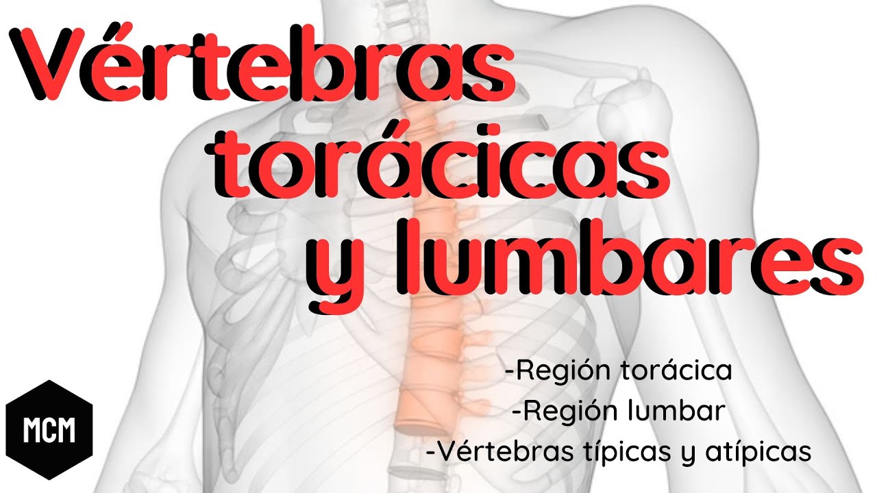 Anatomía de vértebras torácicas y lumbares | Medicina con Moore - YouTube