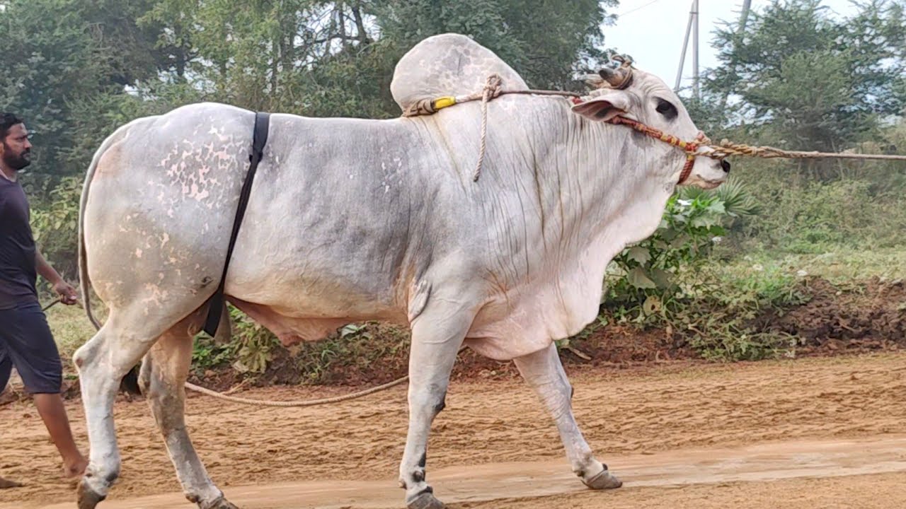 🔥Simha 🔥RK Bulls Vetapalem - YouTube