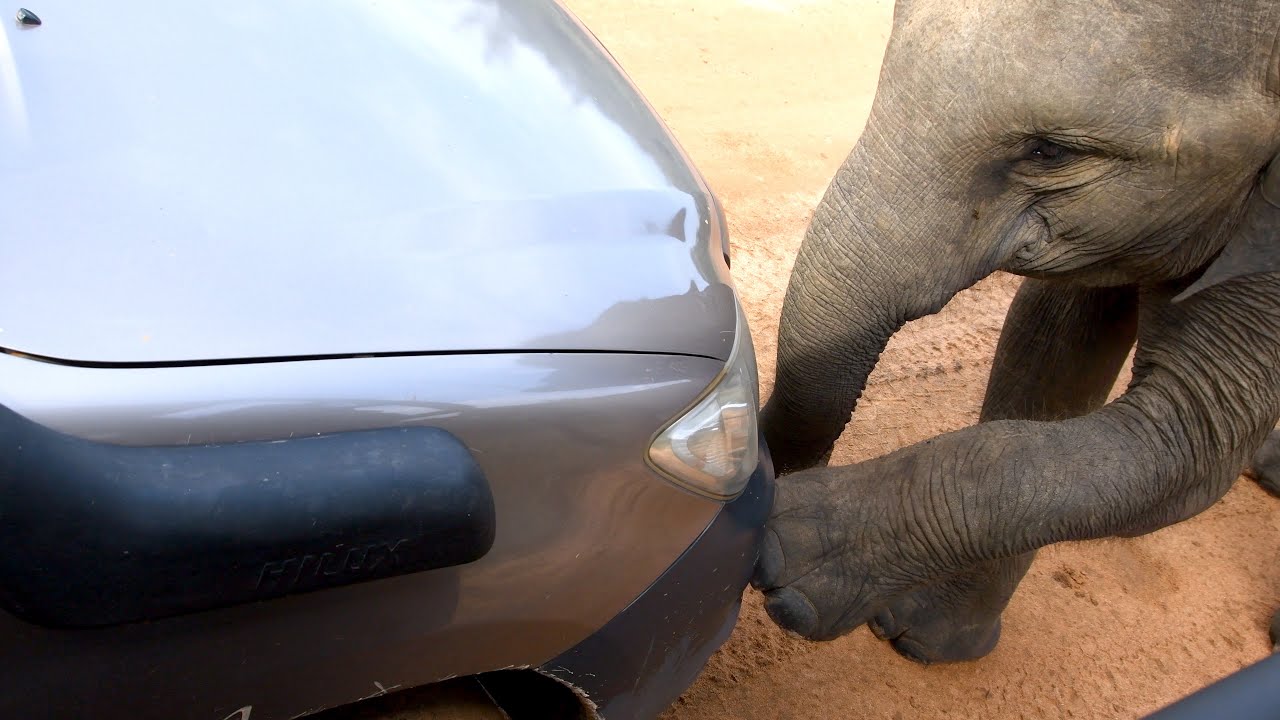 elephant damaging a jeep #attack #africa - YouTube