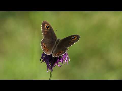 Compilation of butterfly videos and lofi relaxing music.