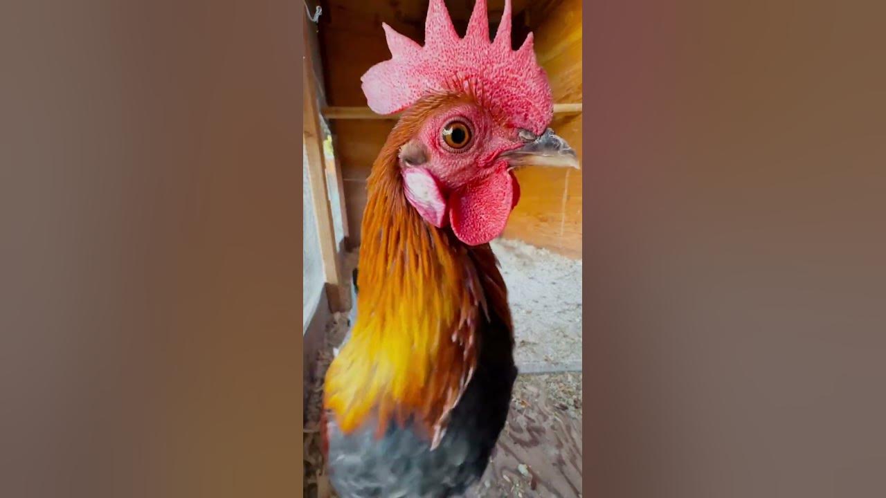 Chicken, qaib dib txuam qaib qus #141 Huajvam Thoj - YouTube