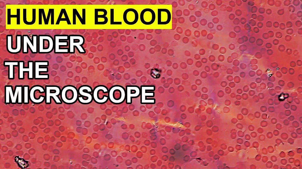Human Blood Smear under the Microscope - YouTube