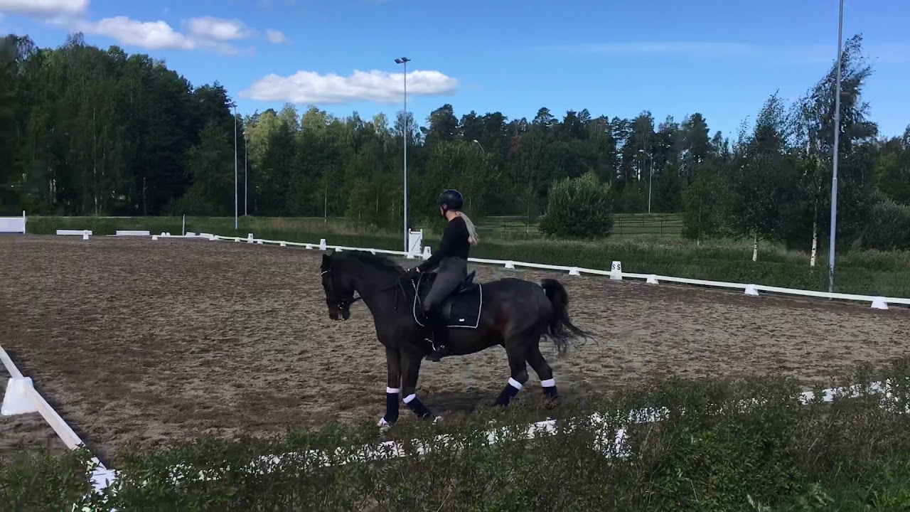 Domino FEI-ponny till salu - YouTube