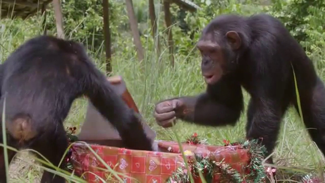 Happy Holidays from the Tchimpounga Chimp Sanctuary! - YouTube