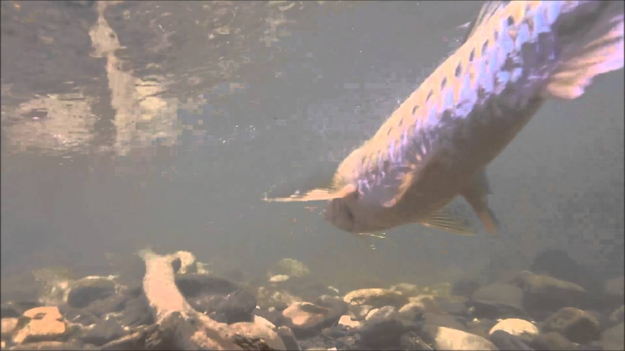 Hatch Finatic - YouTube