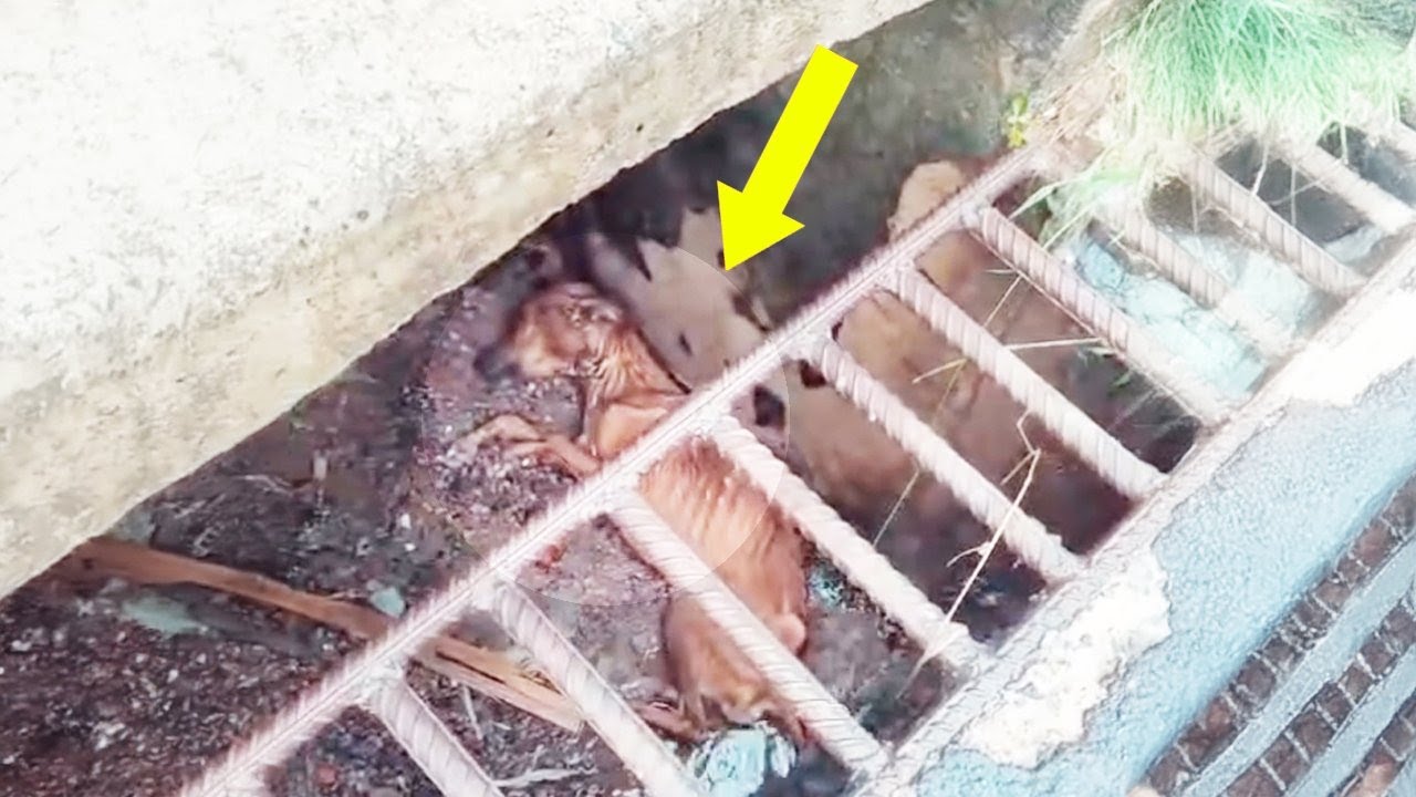 He laid motionless after several days of calling for help in vain in ...