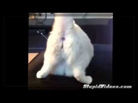 Cat Learns How to Twerk