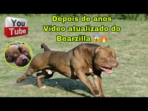 ️ Finalmente saiu um vídeo da lenda viva BEARZILLA 😱🔥 - YouTube