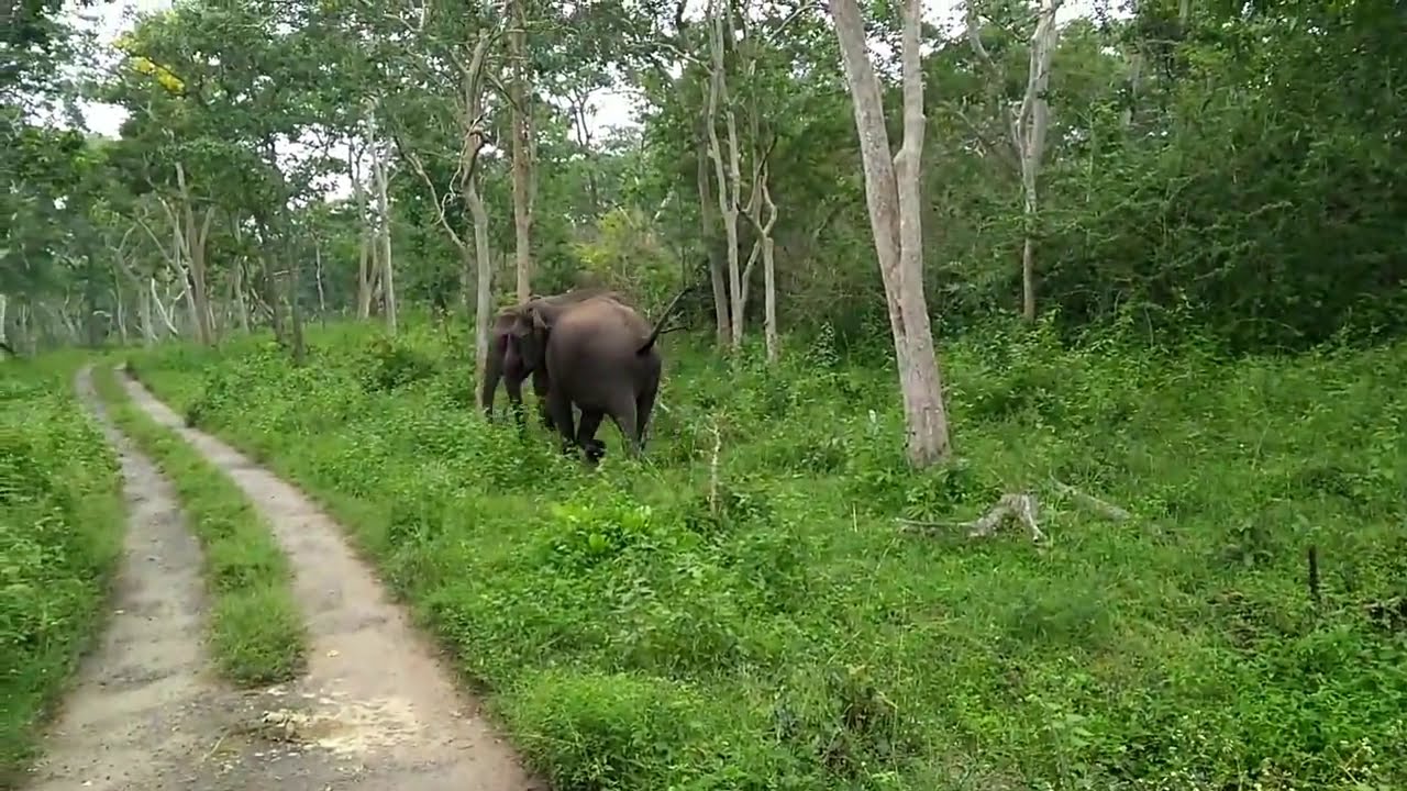 wayanad elephant - YouTube