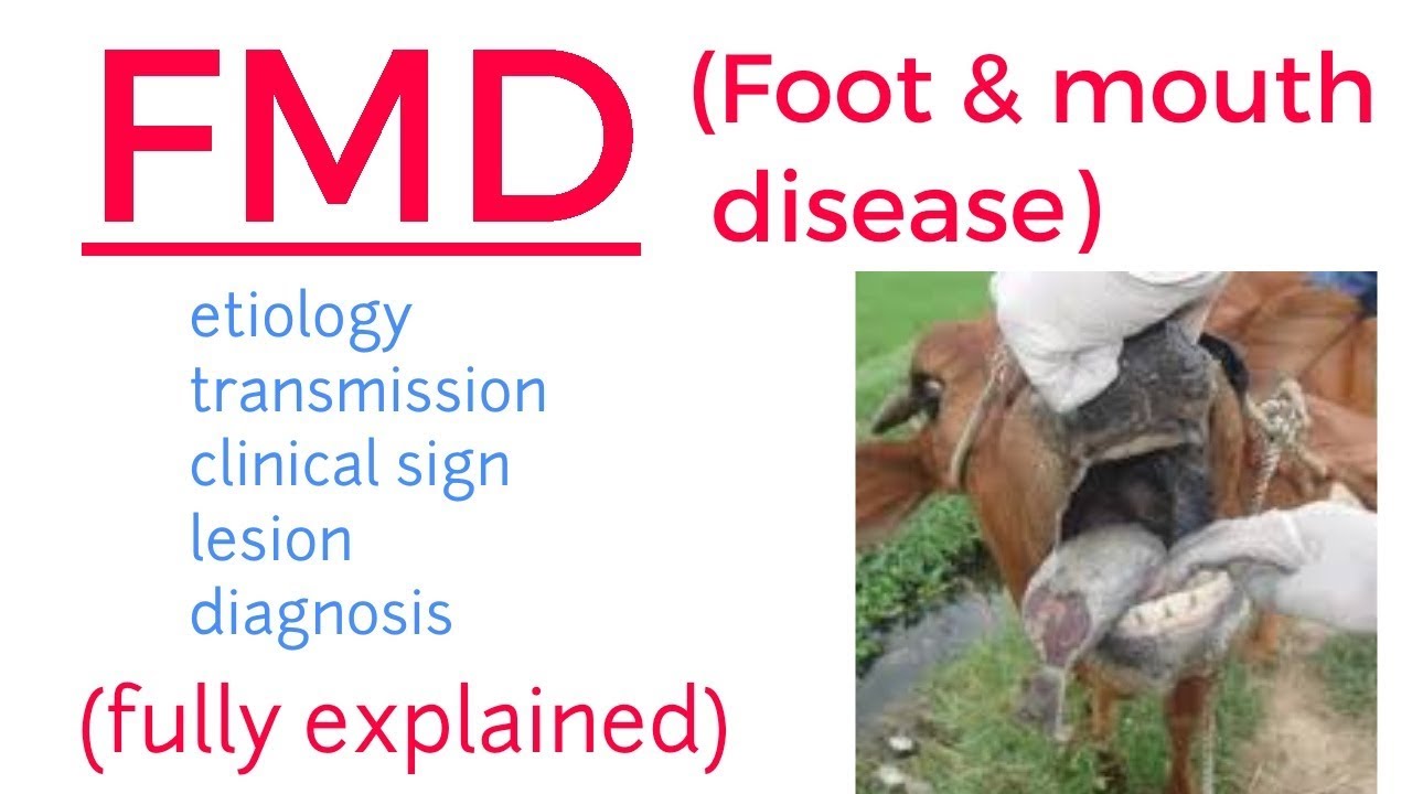 FMD | Foot & mouth disease | viral | etiology | diagnosis | clinical ...