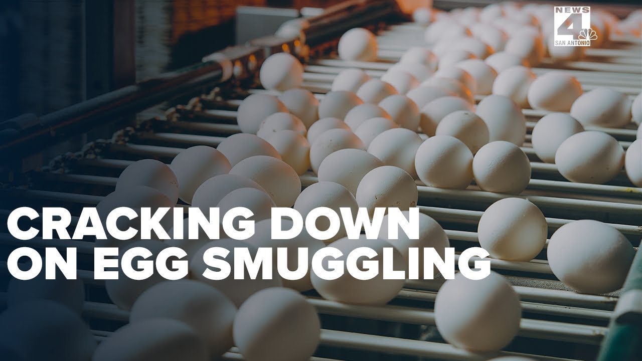 Cracking Down: CBP shells out warnings for egg smugglers - YouTube
