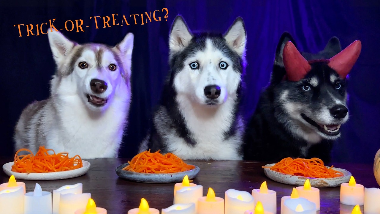 Spookiest Halloween Foods for Dogs! Huskies and Cats Tasting Food - YouTube