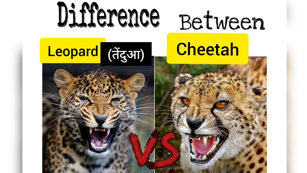 Difference between Cheetah and Leopard (तेंदुआ) /cheetah Vs tendua ...