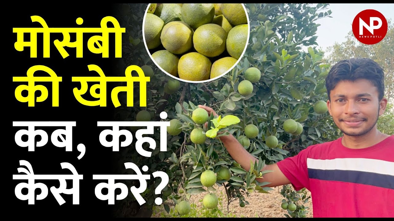 मौसंबी की खेती || Mosambi Cultivation, Cost and Profits || Mausami ...