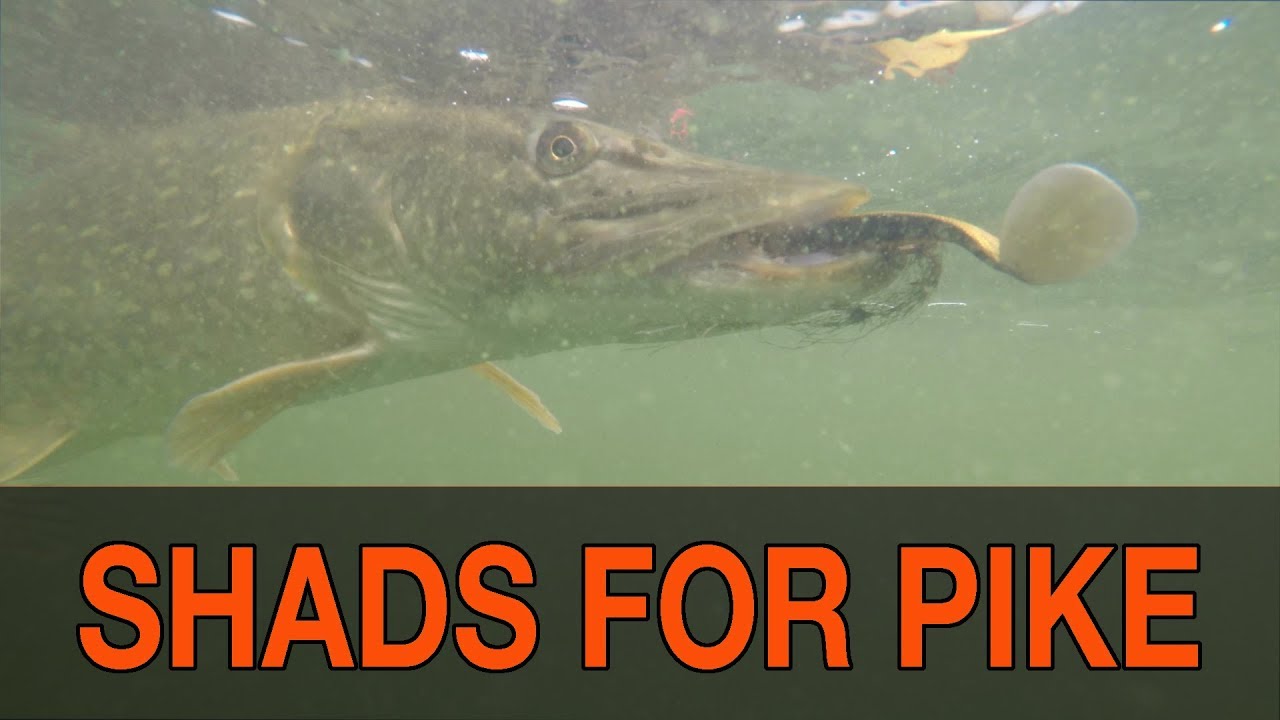 HOW TO RIG AND FISH SOFT PLASTIC SHADS - YouTube