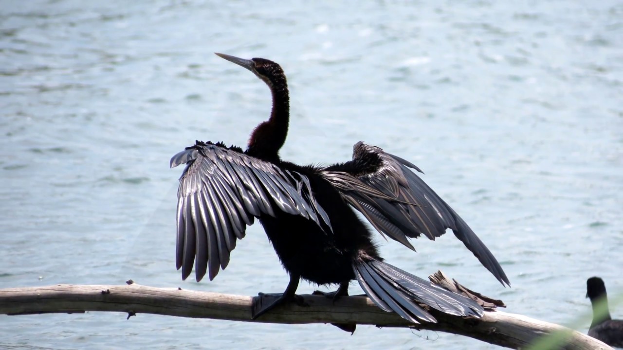 Bird photography at seven - YouTube