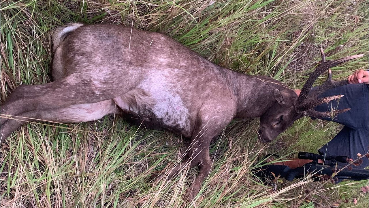 Guam Hunting (Island Sambar Deer) ShutUp&Hunt - YouTube