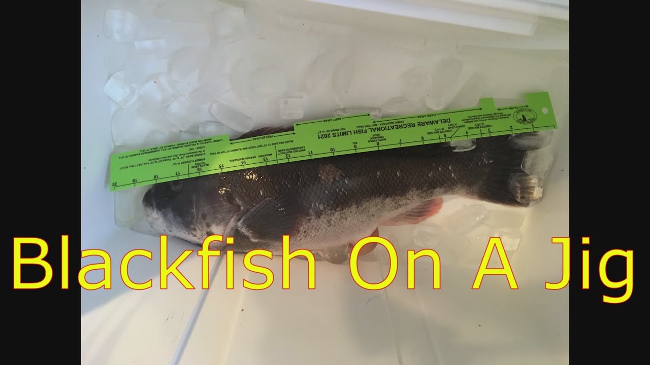 Blackfish On A Jig 12-4-21 - YouTube