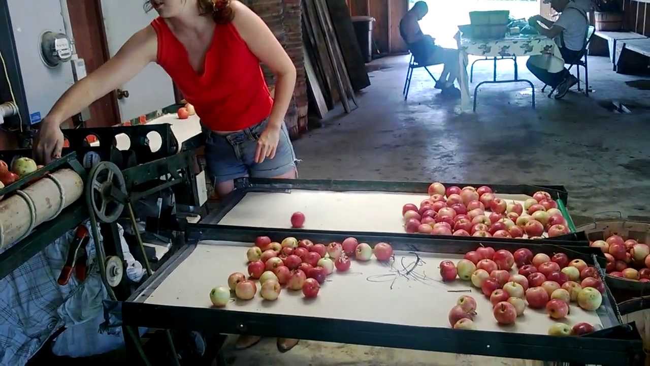 Apple washing - YouTube