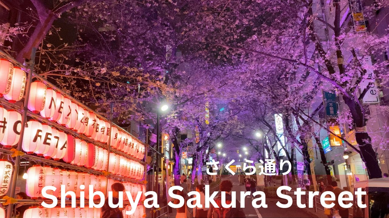 Shibuya Sakura Street | Sakura dori | 4K Japan Cherry Blossoms | さくら ...