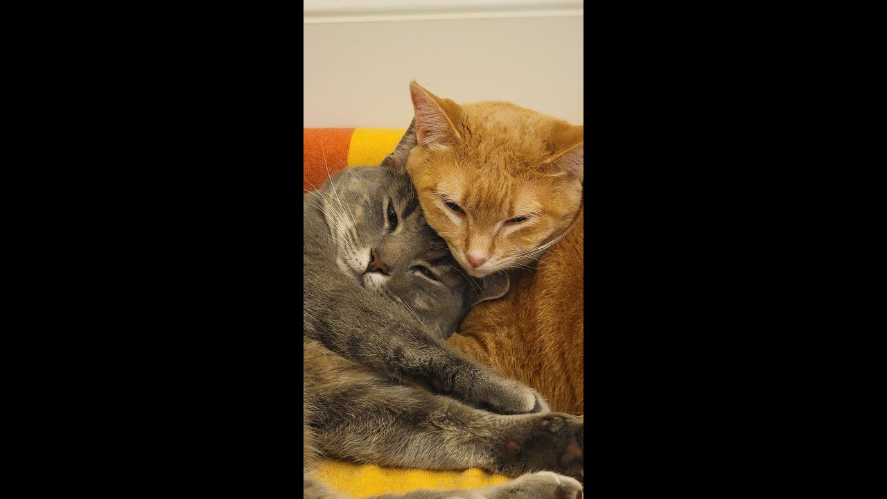 Three Super Cute Adorable Cats! All of Them Used to be Skinny Stray ...