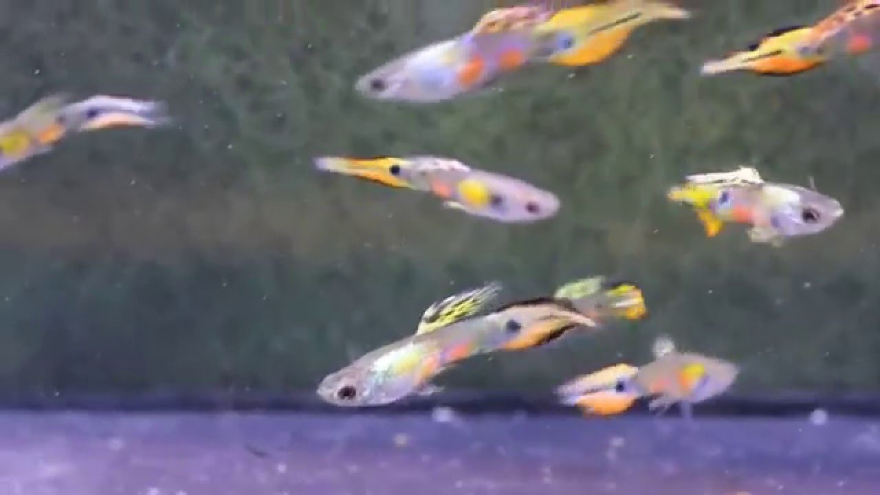 Pin Tail Guppies - YouTube