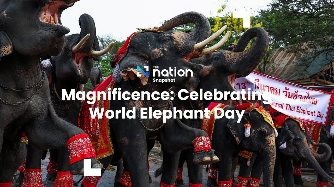 Magnificence: Celebrating World Elephant Day | The Nation - YouTube