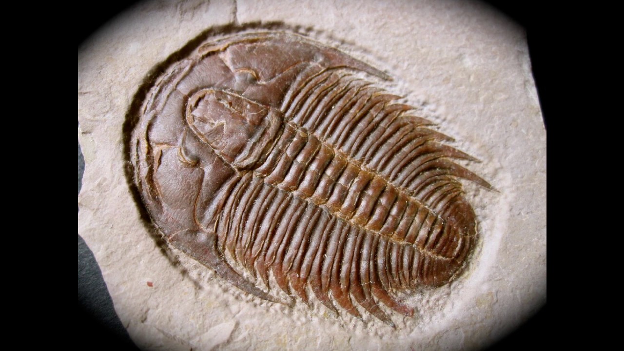 The Prehistory of Earth Made Easy: The Cambrian Period - YouTube