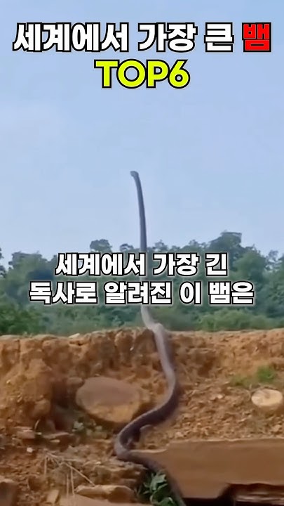 세계에서 가장 큰 뱀 Top6 Youtube