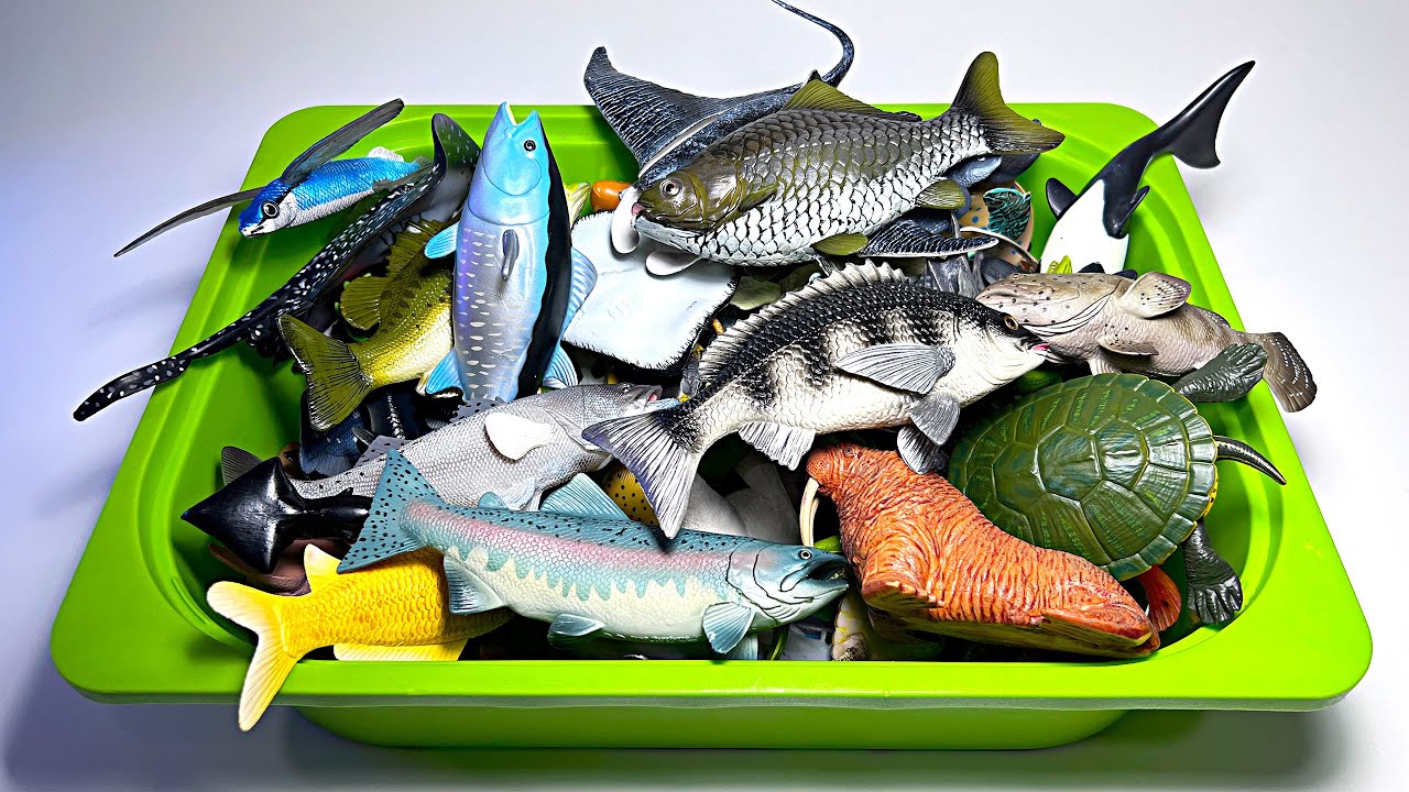 Sea Animals Collection Update - Salmon, Walrus, Tuna, Sea Bass, Black ...