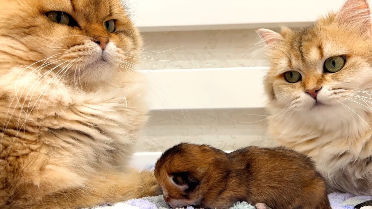 Mama cat teaches daddy cat how to be a parent! | Cute kitten parenting ...