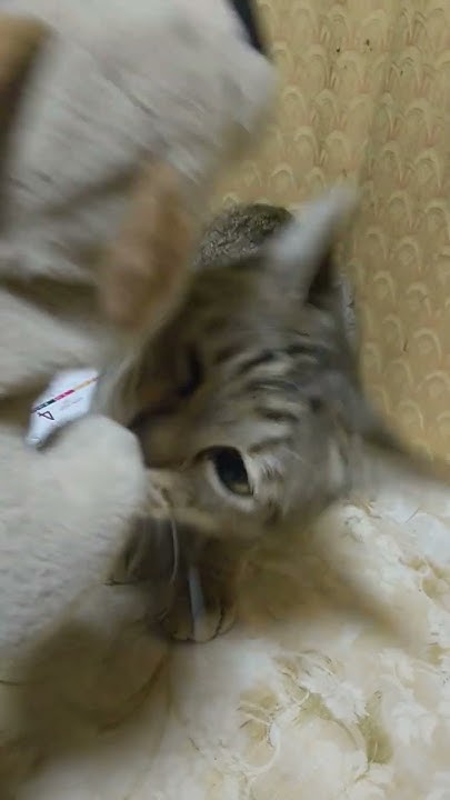 ウリ太郎 ️お父さん ️仲良し ️ナレーションとBGM#cover #music #song #retro #singer #ねこのいる幸せ #cat #かしわねこ #猫のいる暮らし #好きな ...