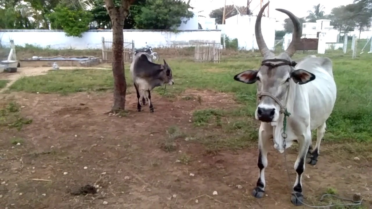Nattu madu farming - YouTube