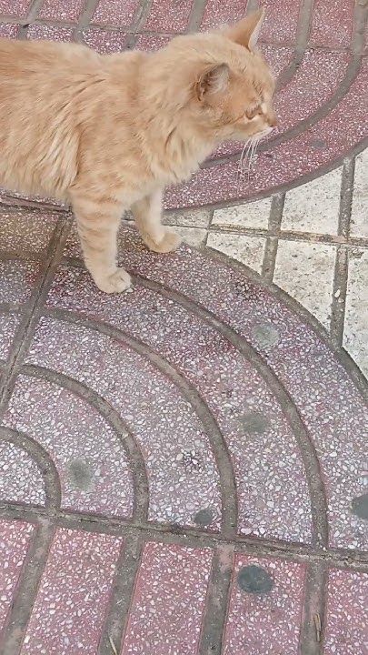 العين قطة لونها بني سبحان الله لاتنسني ضغط جرس 🔔 فرحوني وصلوني مائة ألف ...