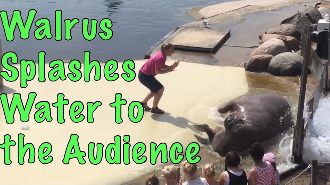 Walrus Rolls - YouTube