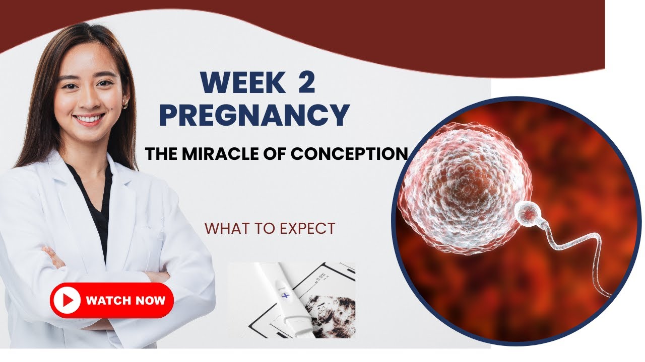 2 WEEKS PREGNANT: Symptoms And Baby Size in Womb - YouTube