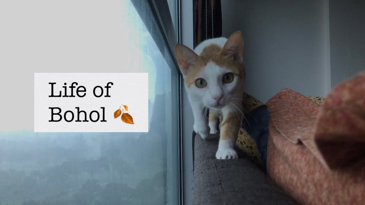 My rescued cat from Bohol, now in BGC (wew susyal). - YouTube