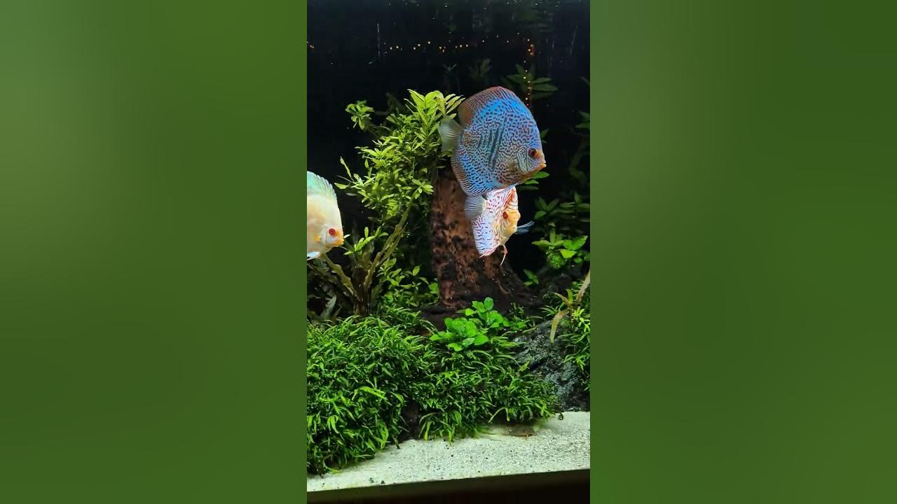 Planted Discus Tank - YouTube