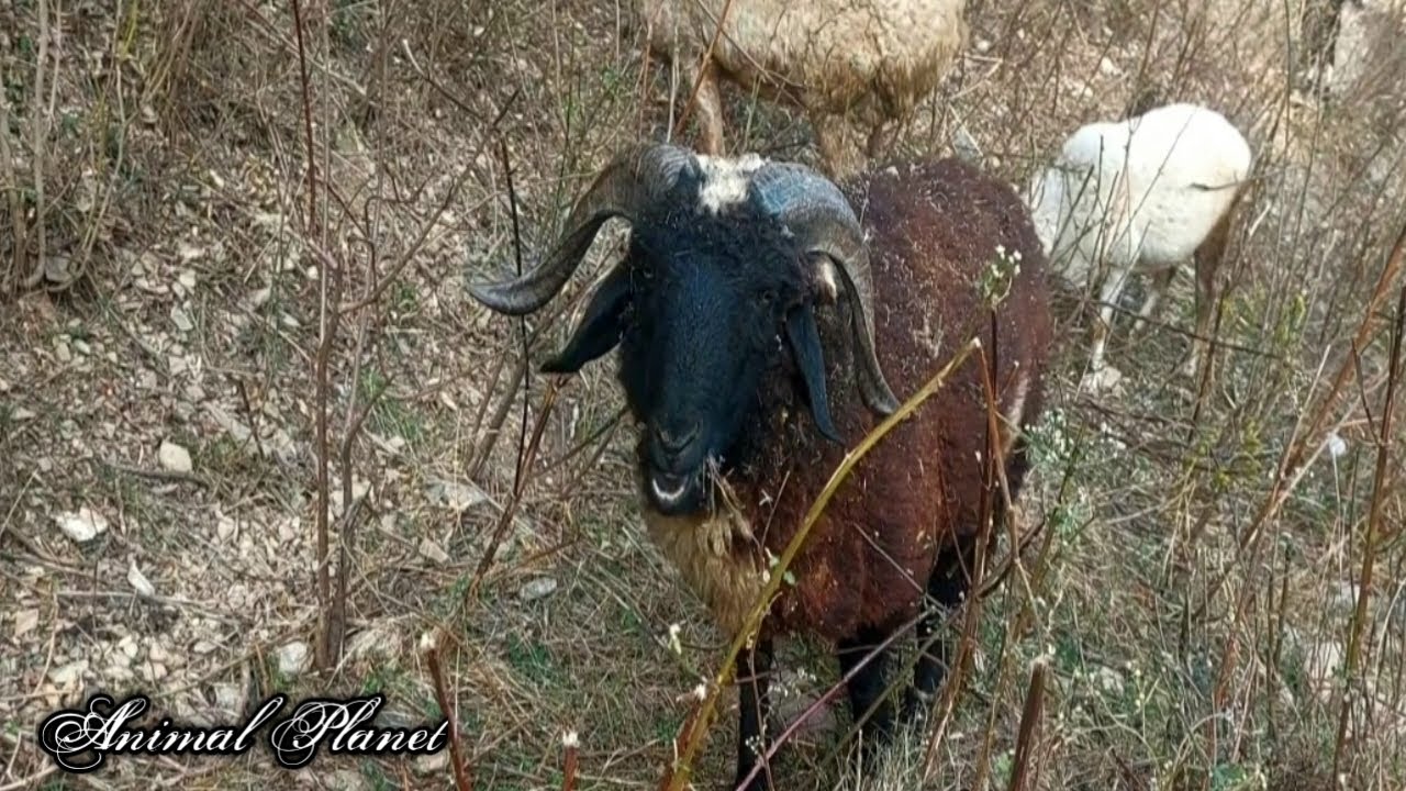 Rare Sheep Spotted in a Flock | Wildlife | Animal Planet - YouTube