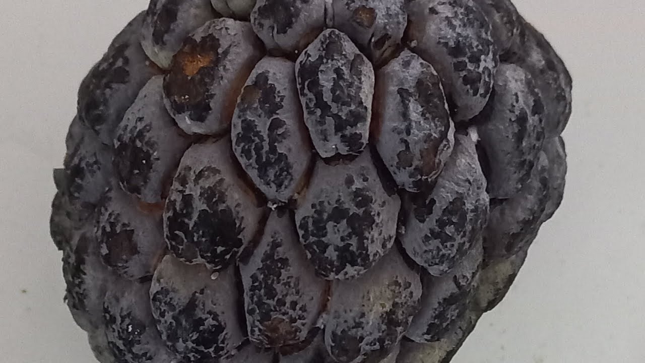 Fruta do Conde (Pinha) - YouTube