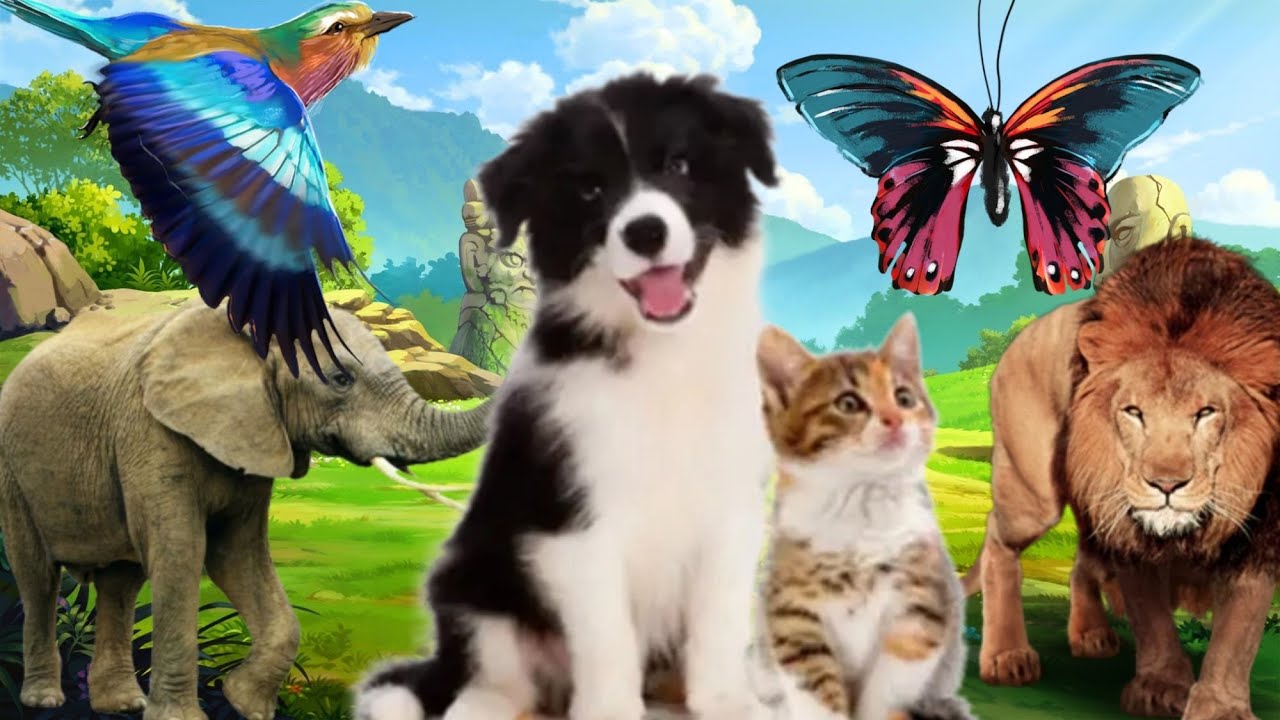 The smartest animals on this planet - YouTube