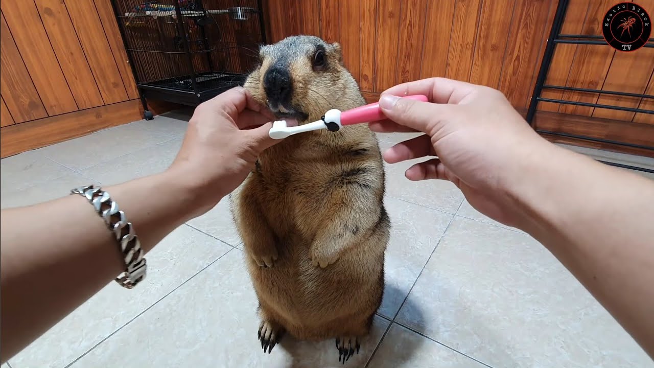 I tried cleaning my marmot teeth. - YouTube