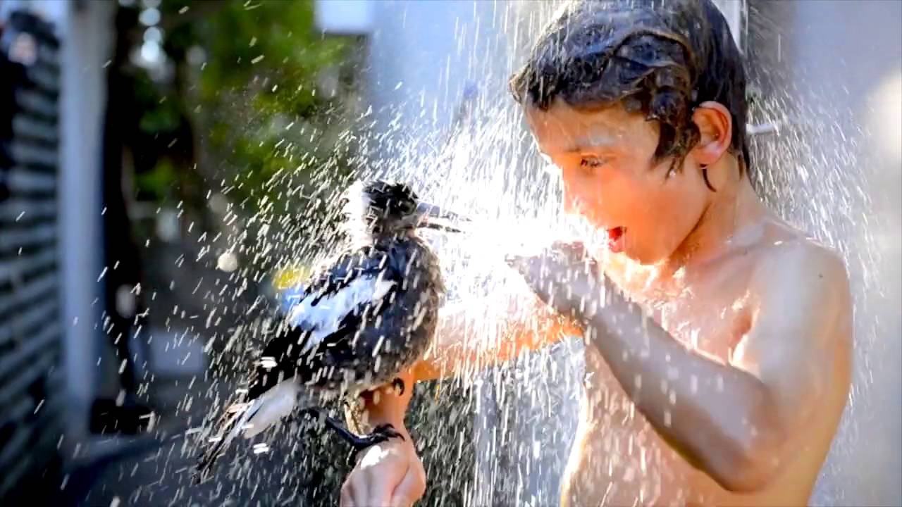 Penguin Bloom: book trailer – Cameron Bloom & Bradley Trevor Greive ...