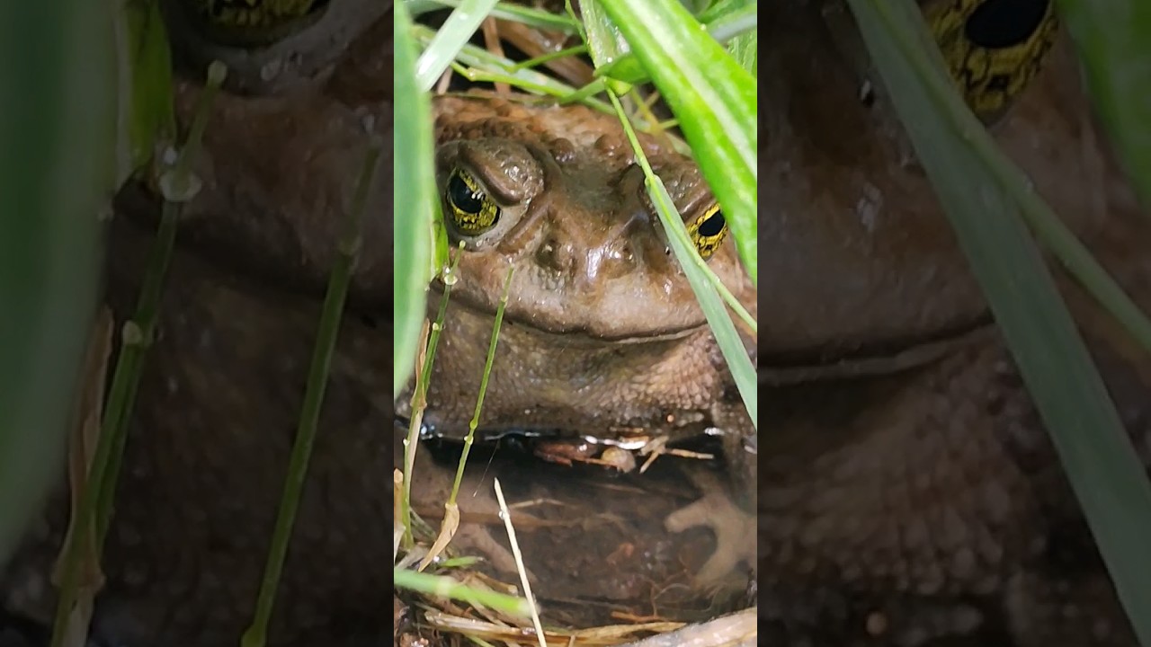 señor sapo - YouTube