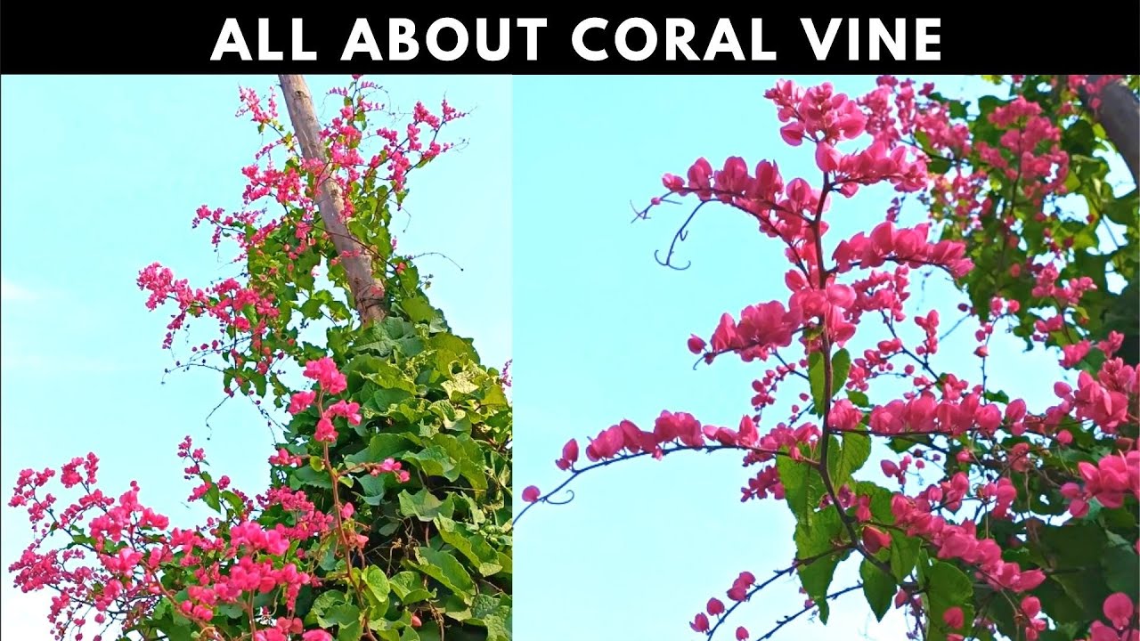 All about Coral Vine | Sunlight | Pruning | Watering | Propagation ...