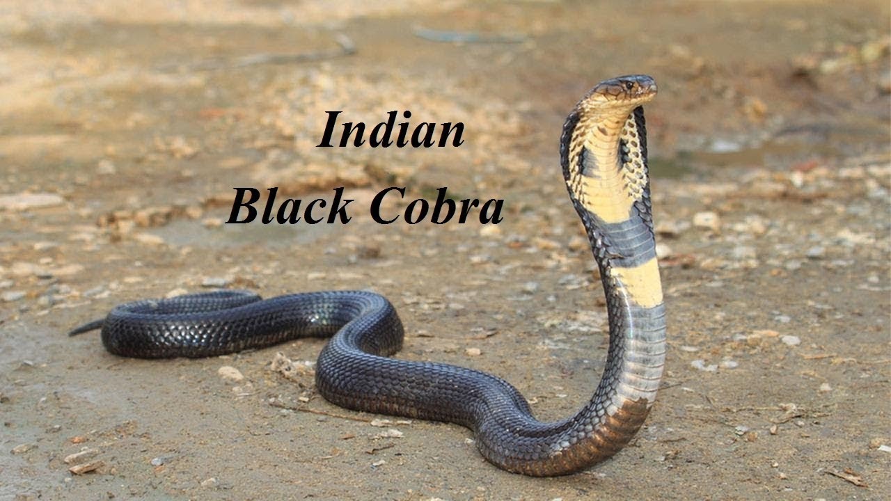 Indian Cobra | Poisonous snake | Deadly Snake | Keute | Nag |Common ...